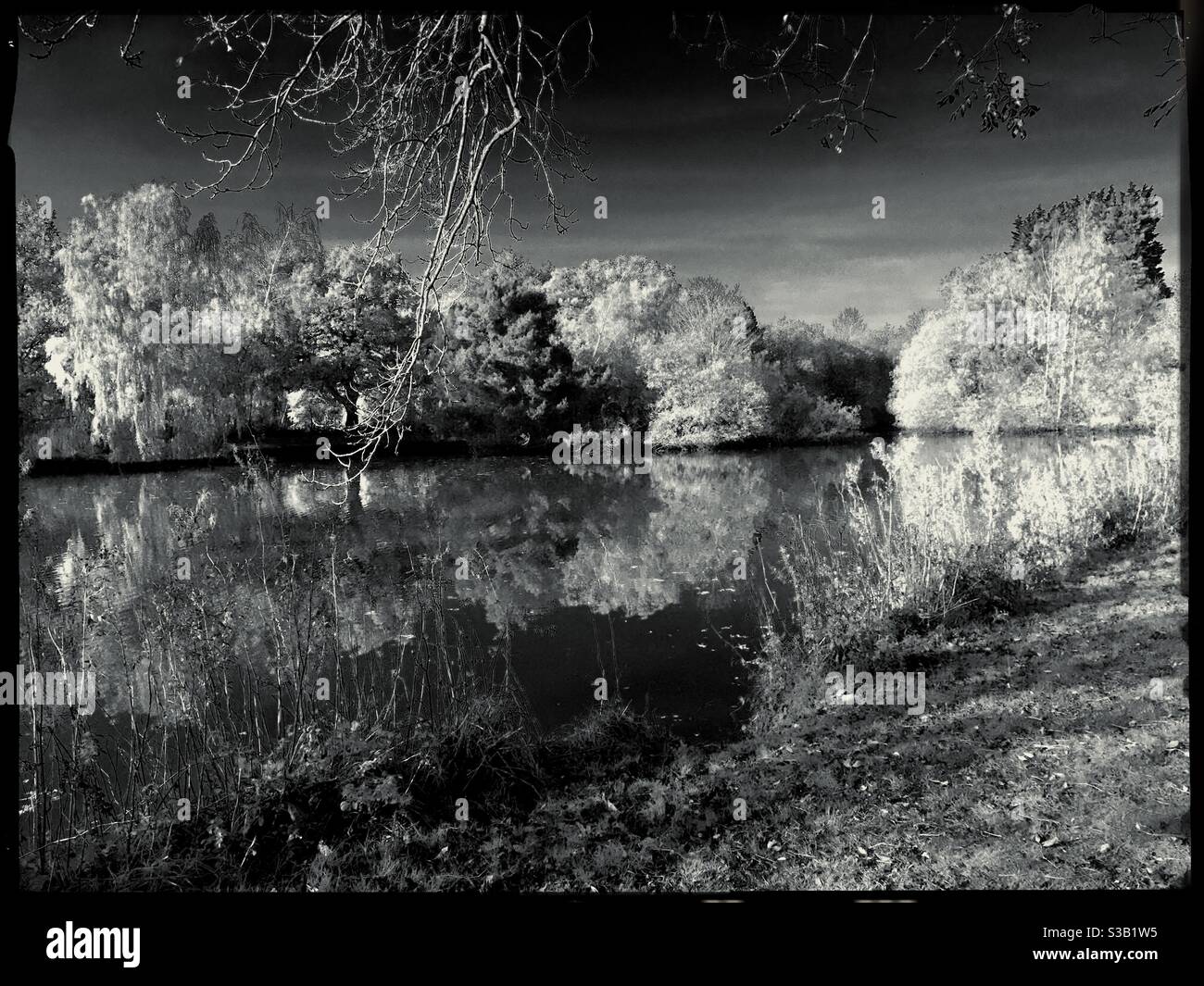 Infrared view of tree lined lake in Autumn. Ancaster, Lincolnshire, UK ...