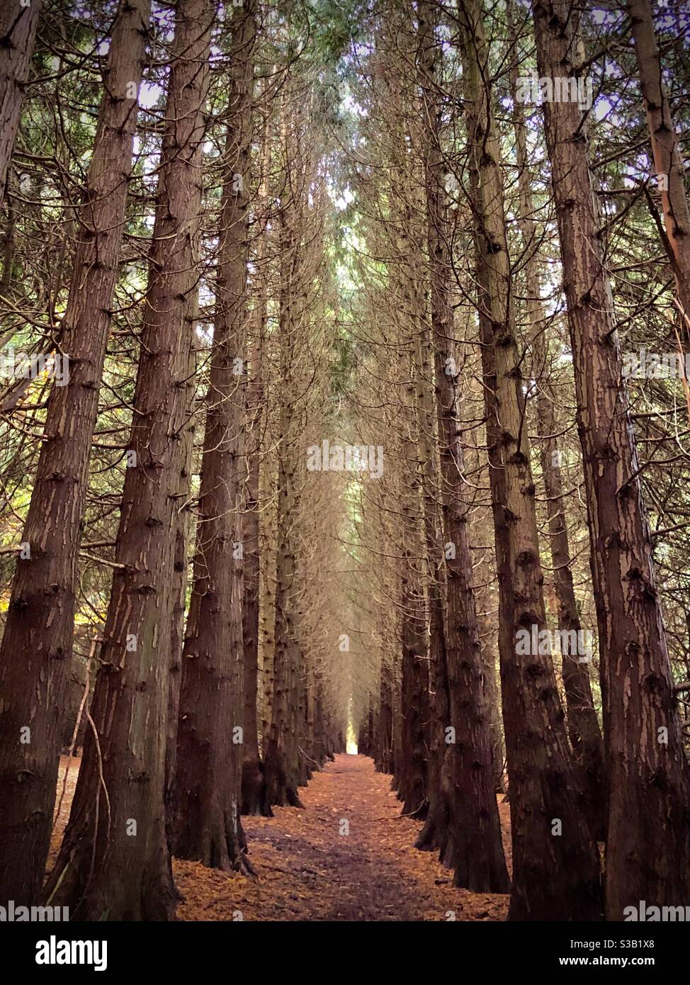 Chiltern forest hi-res stock photography and images - Alamy