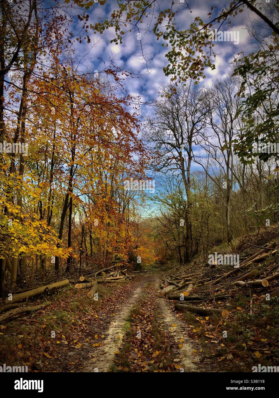 Autumn woodland tracks Stock Photo - Alamy