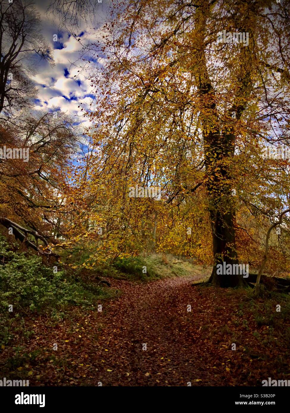 November scenes at Ivinghoe Stock Photo - Alamy