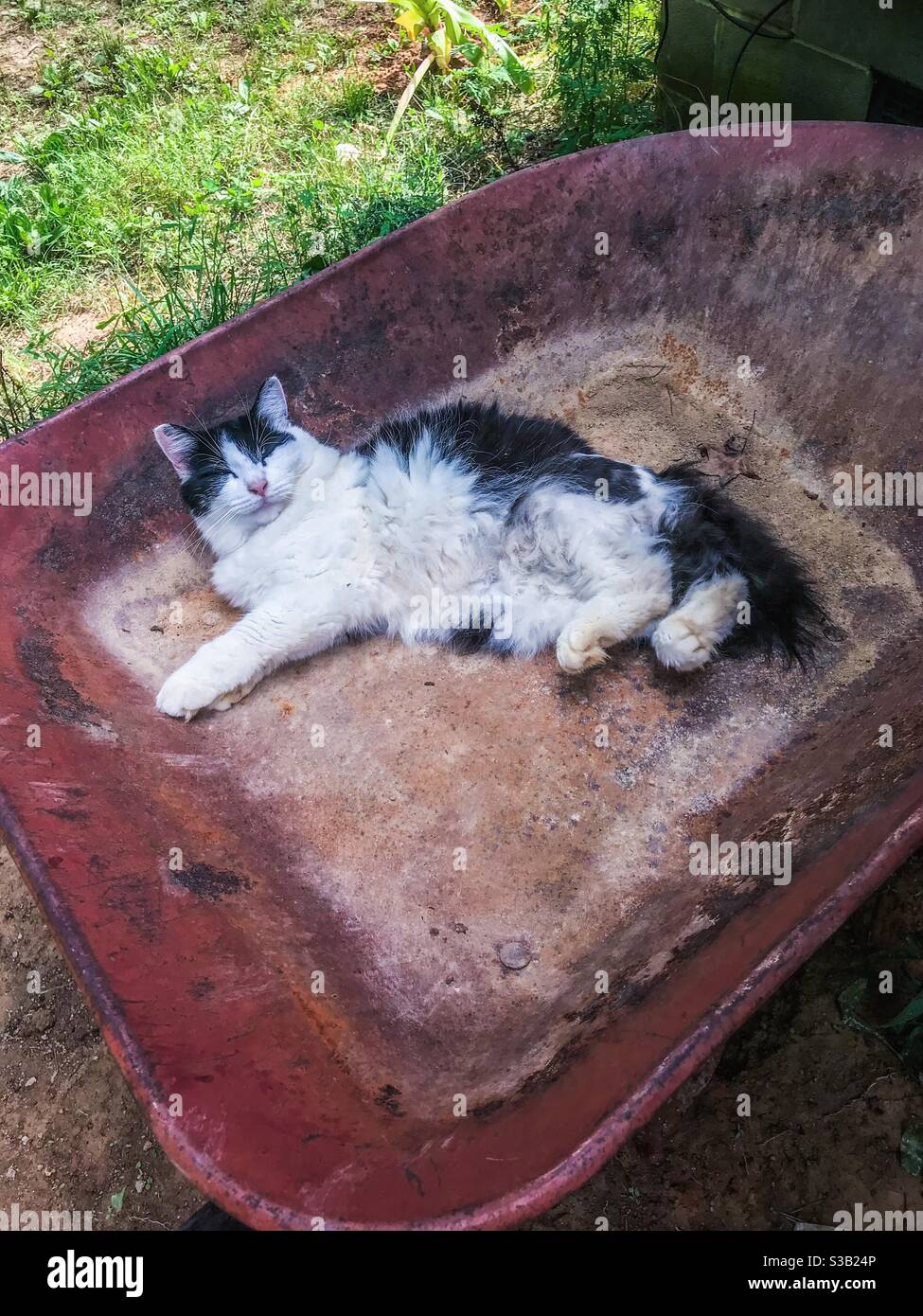 Fluffy black and white kitty snoozing in a red wheelbarrow Stock Photo ...