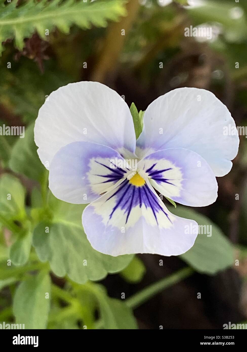 White viola hi-res stock photography and images - Alamy