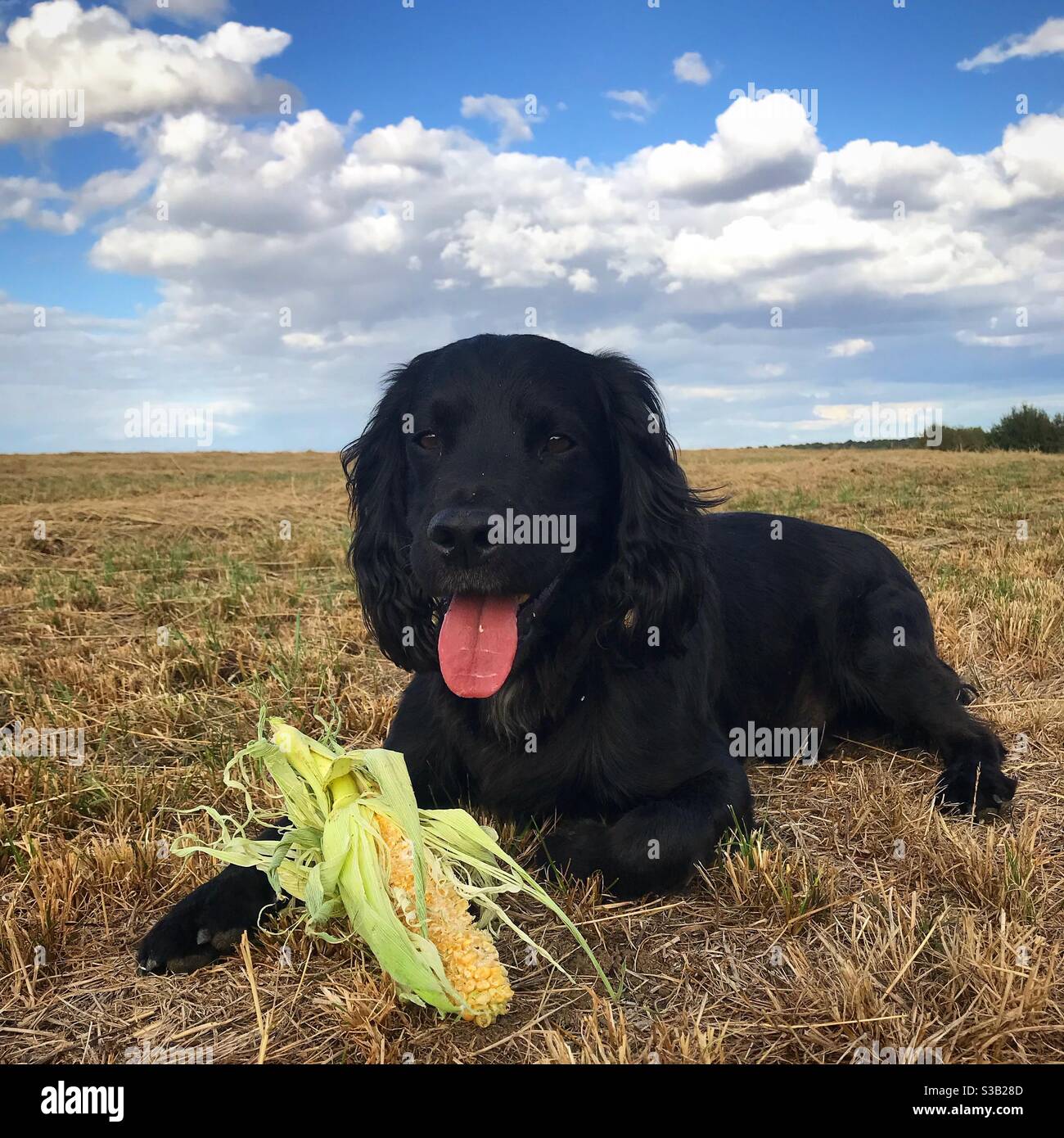 Corn dog hi-res stock photography and images - Alamy