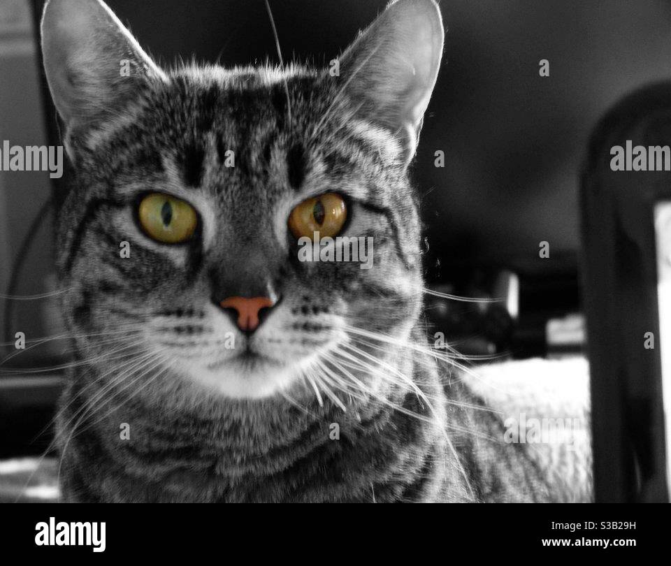 Splashed colour hi-res stock photography and images - Alamy