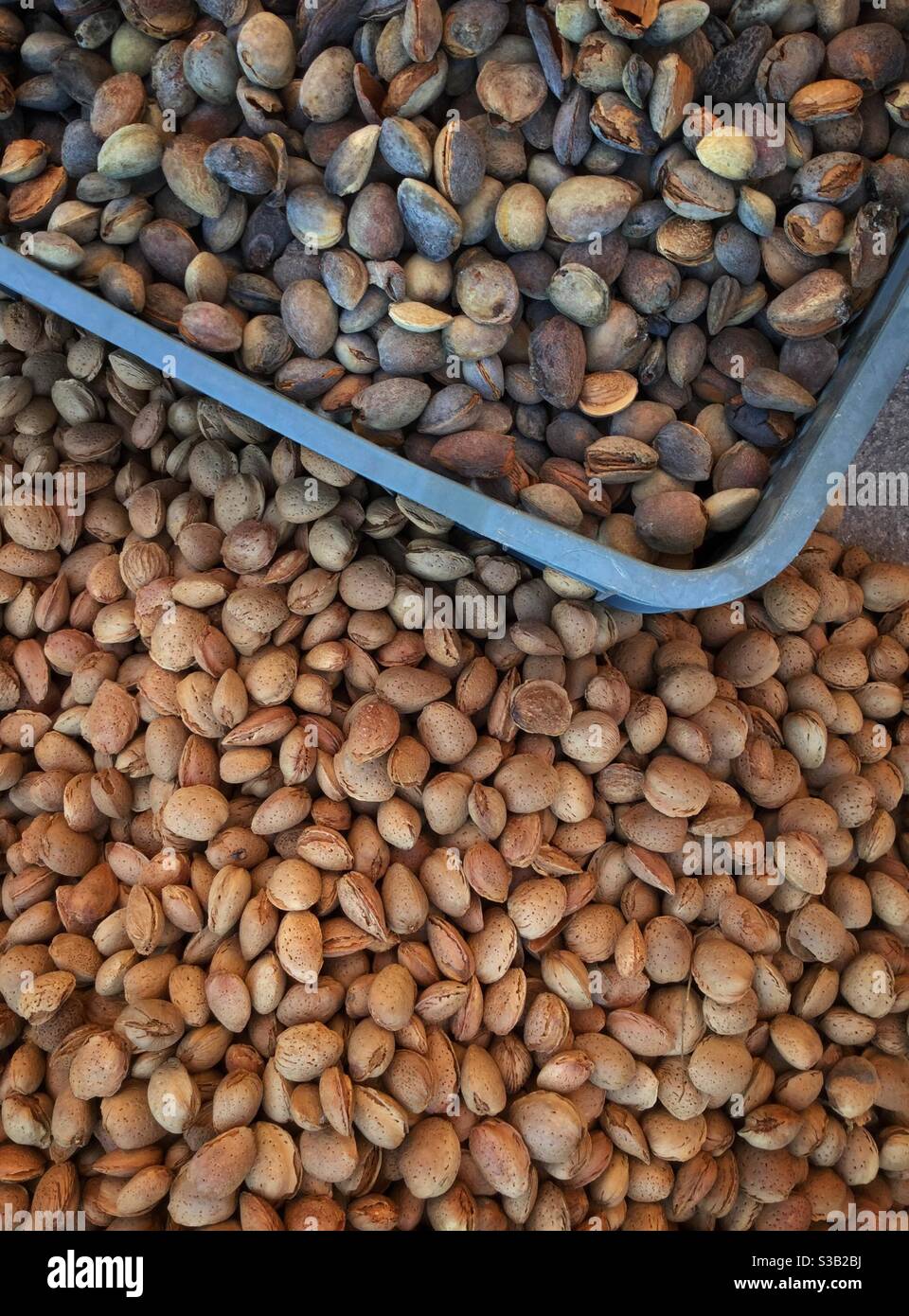 Sorting almonds ready for sale, Catalonia, Spain Stock Photo - Alamy