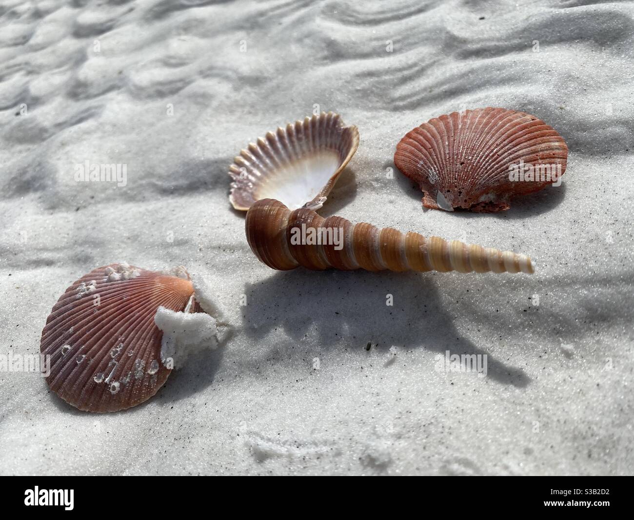 Colorful seashells on textured white sand on the beach Stock Photo - Alamy