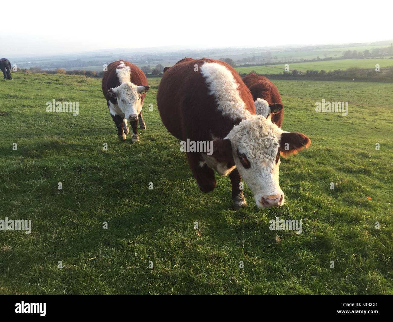 Angry cow hi-res stock photography and images - Alamy