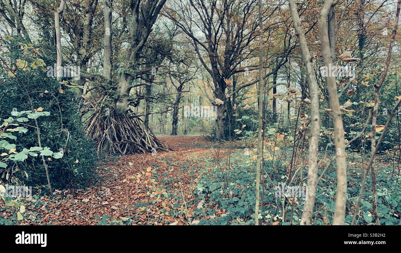 Den in the woods Stock Photo - Alamy