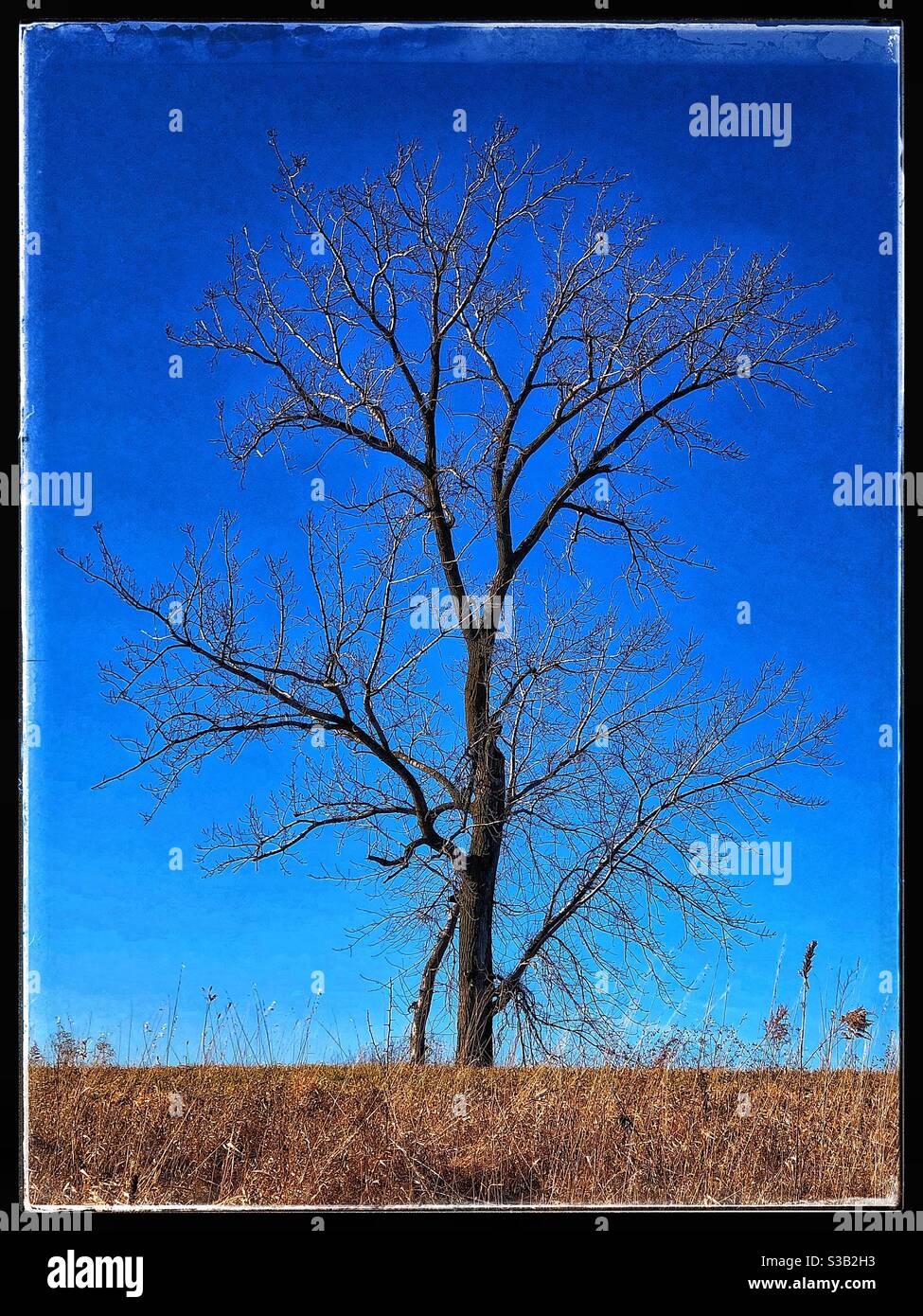 Barren tree branches hi-res stock photography and images - Alamy