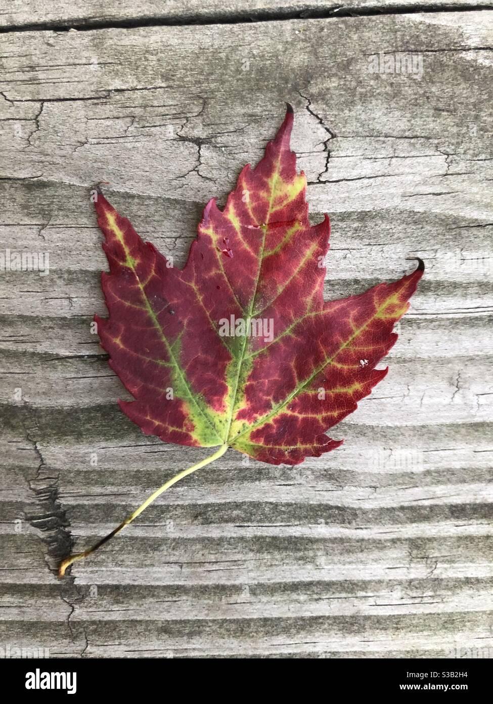 Colorful fallen leaf on a plank of wood hi-res stock photography and ...