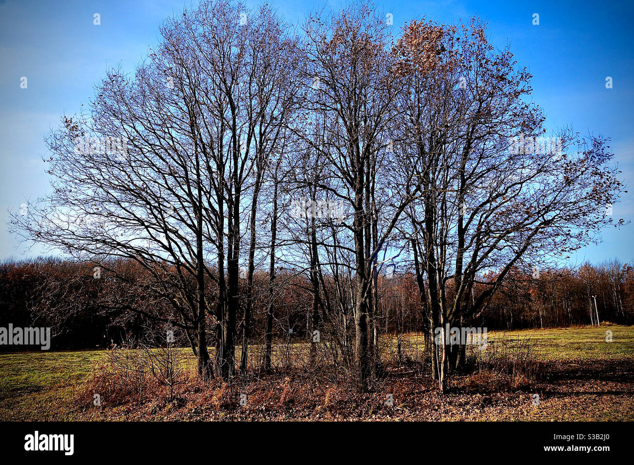 Cold beauty of late autumn Stock Photo - Alamy