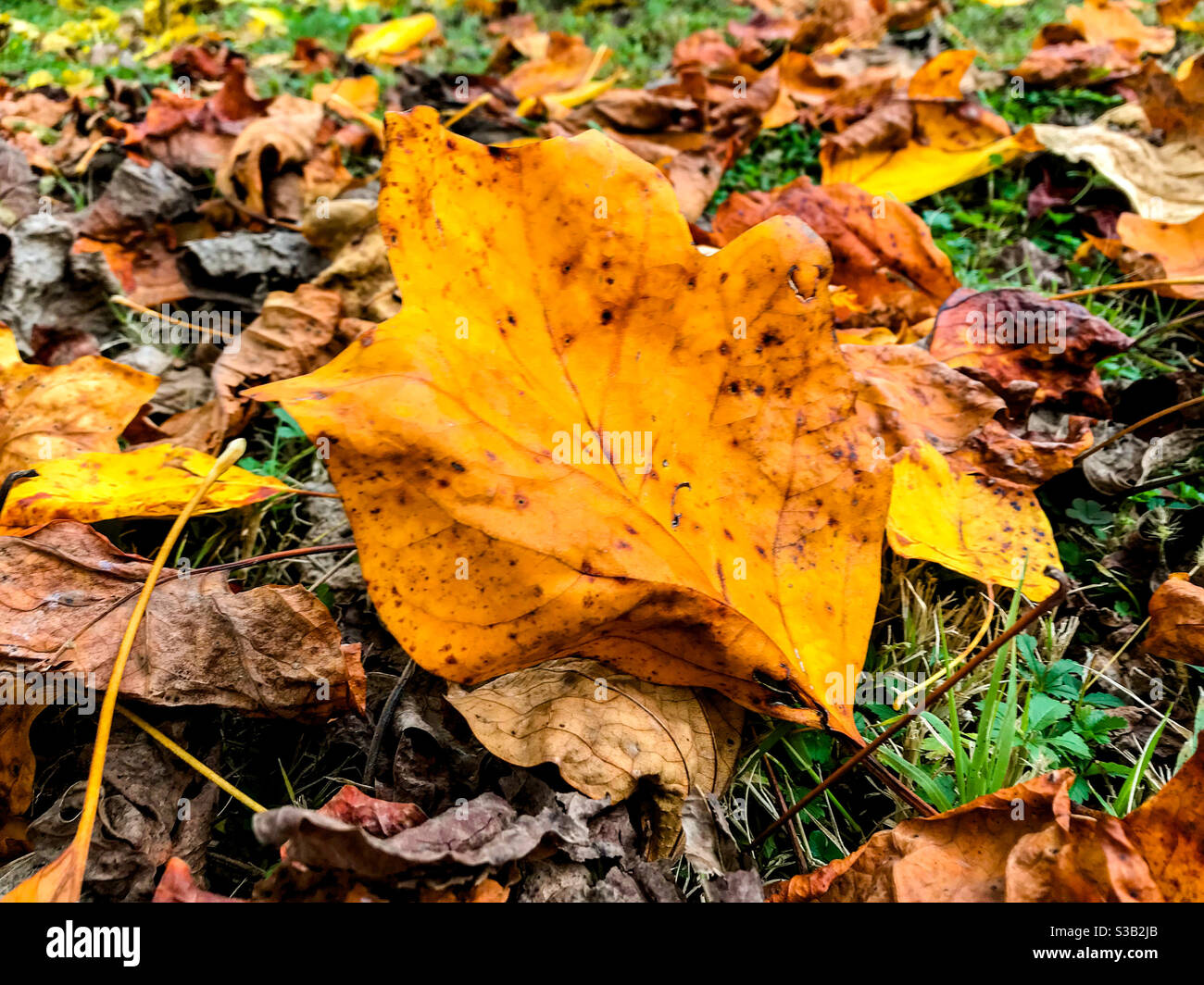 Yellow colored dry tulip tree leaf in foreground on the ground with ...
