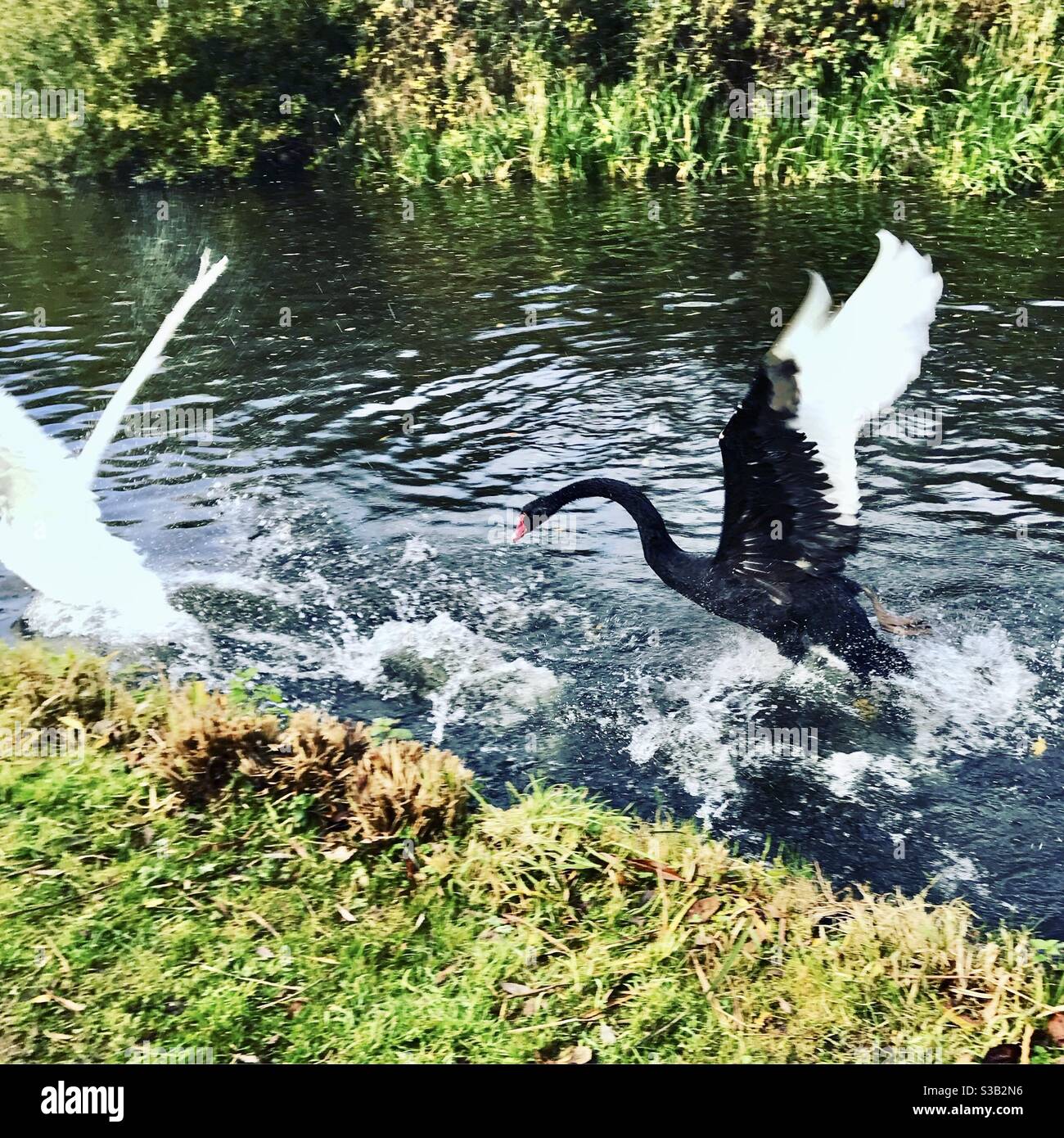 Angry swan hi-res stock photography and images - Alamy