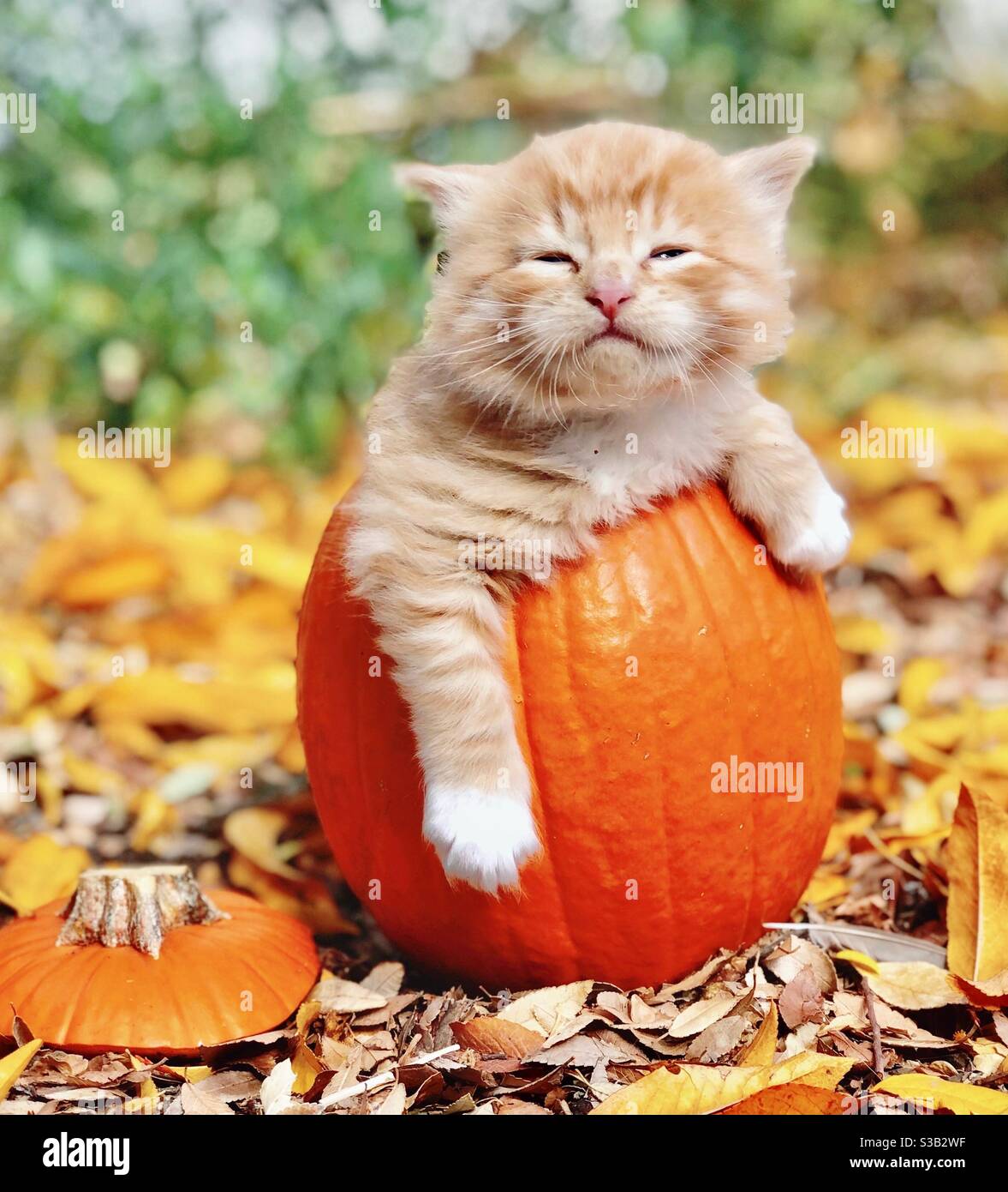 Kitten in pumpkin hi-res stock photography and images - Alamy
