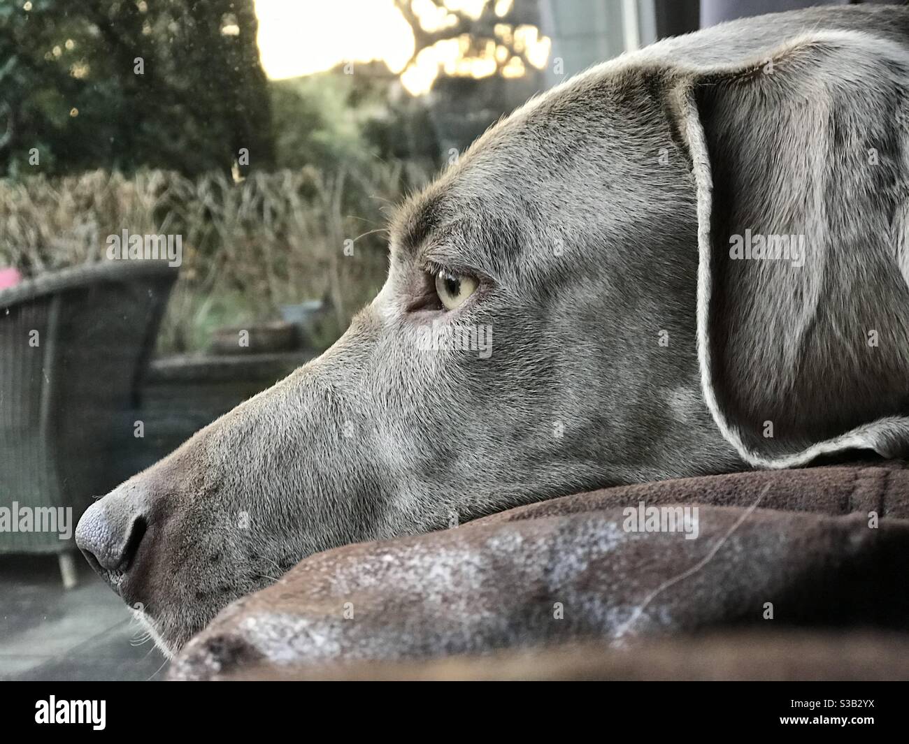 Weimar pointer hi-res stock photography and images - Alamy