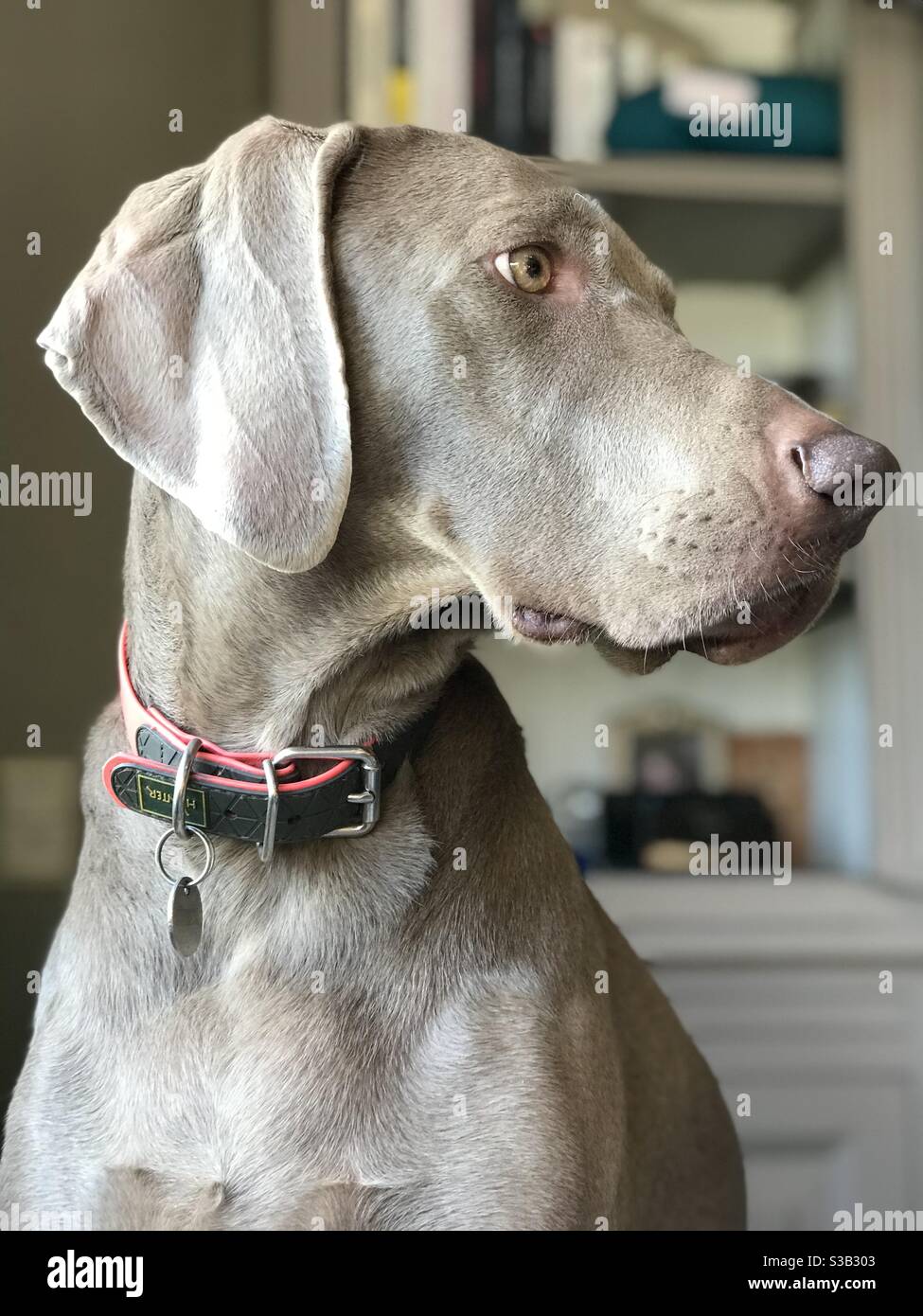Weimar pointer hi-res stock photography and images - Alamy