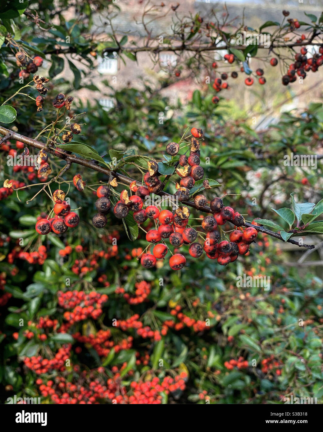 Berry good hi-res stock photography and images - Alamy