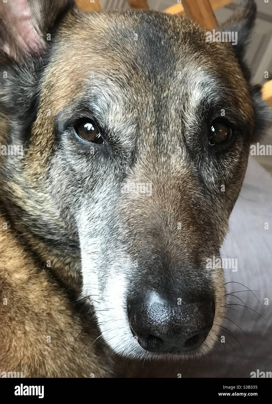 Dogportrait belgian malinois Stock Photo - Alamy