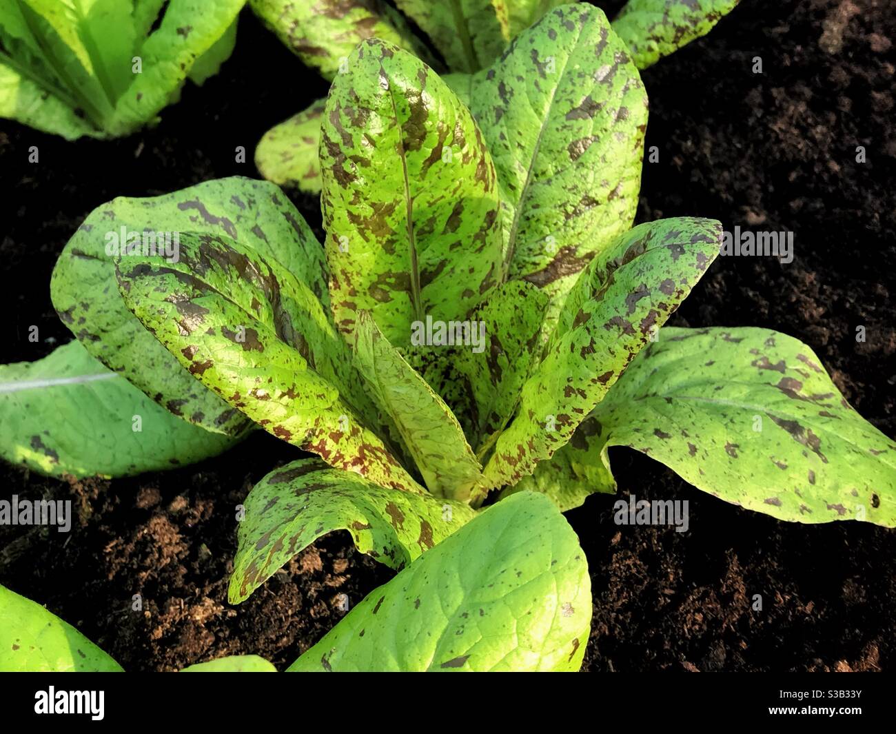 Freckles Lettuce High Resolution Stock Photography and Images - Alamy