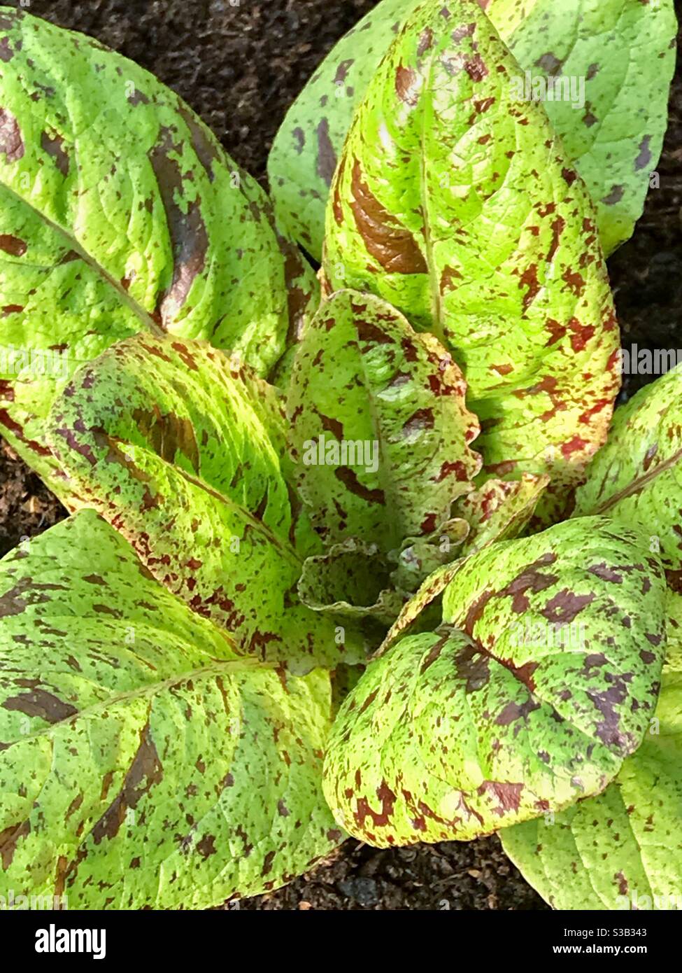 Freckles lettuce hi-res stock photography and images - Alamy