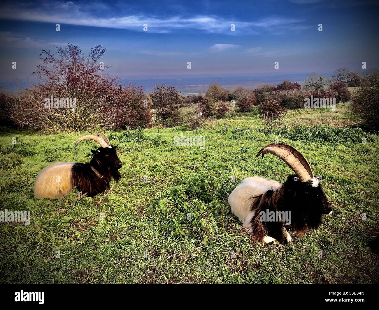 Bagot hi-res stock photography and images - Alamy