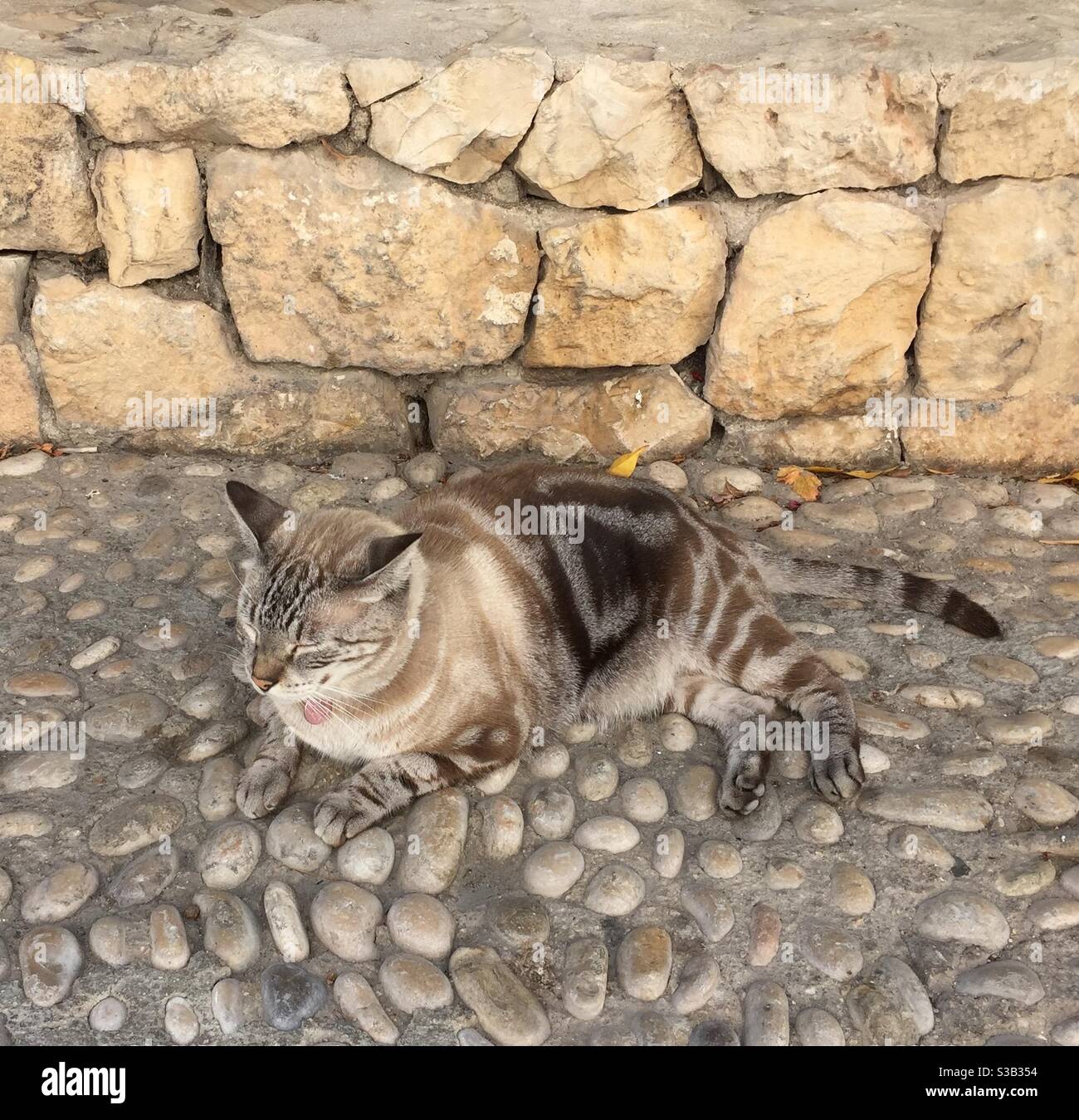 Cat relaxing in the sun hi-res stock photography and images - Alamy