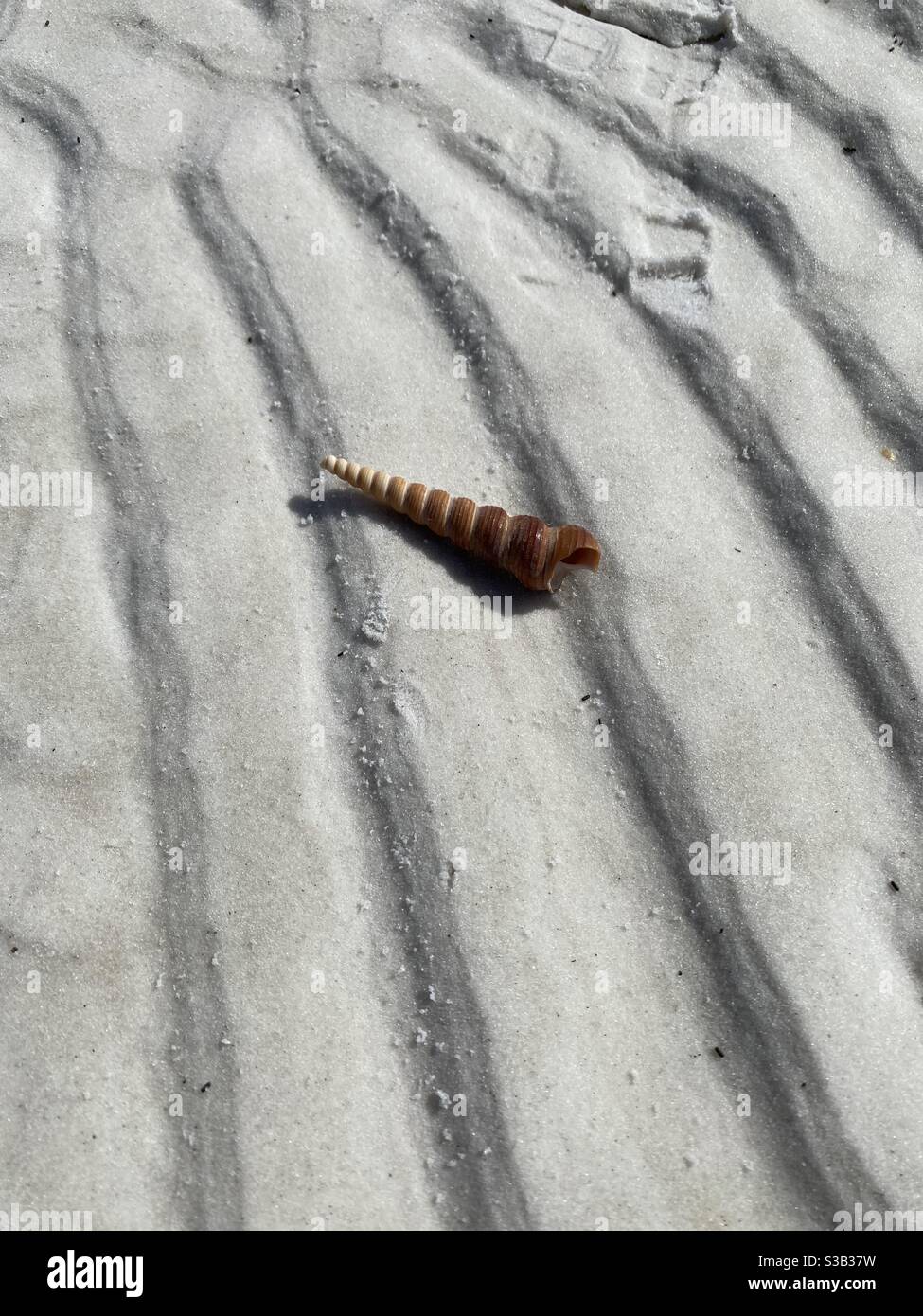 Sea snail shell on textured white sand on the beach Stock Photo - Alamy