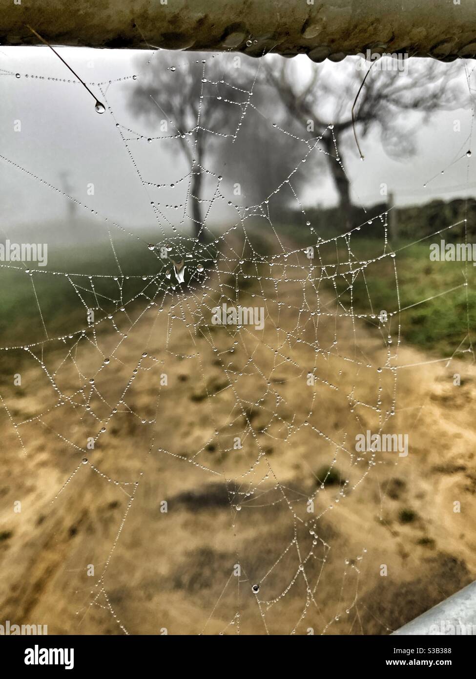 Spiders web on rainy day Stock Photo - Alamy