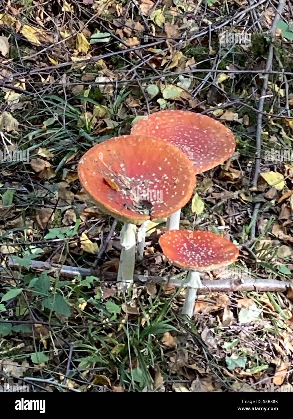 Toadstools In the woods Stock Photo - Alamy