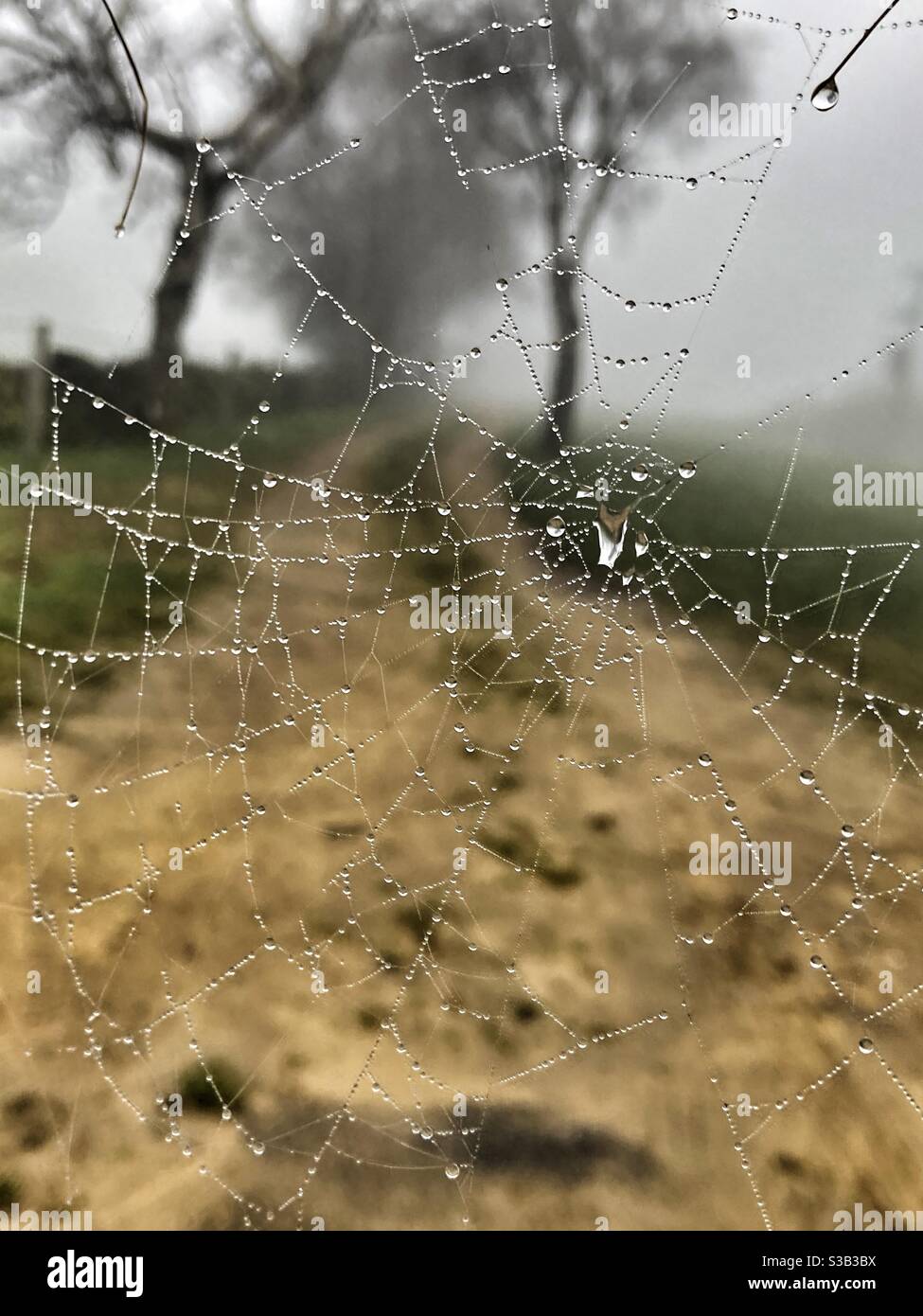 Spiders web on rainy day Stock Photo - Alamy