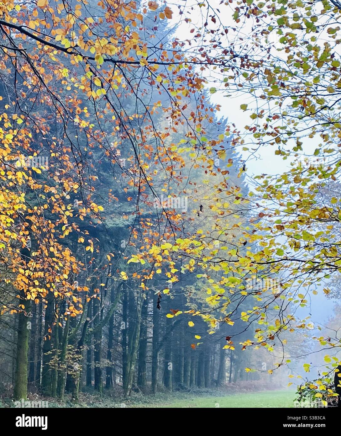 Towering trunks hi-res stock photography and images - Alamy