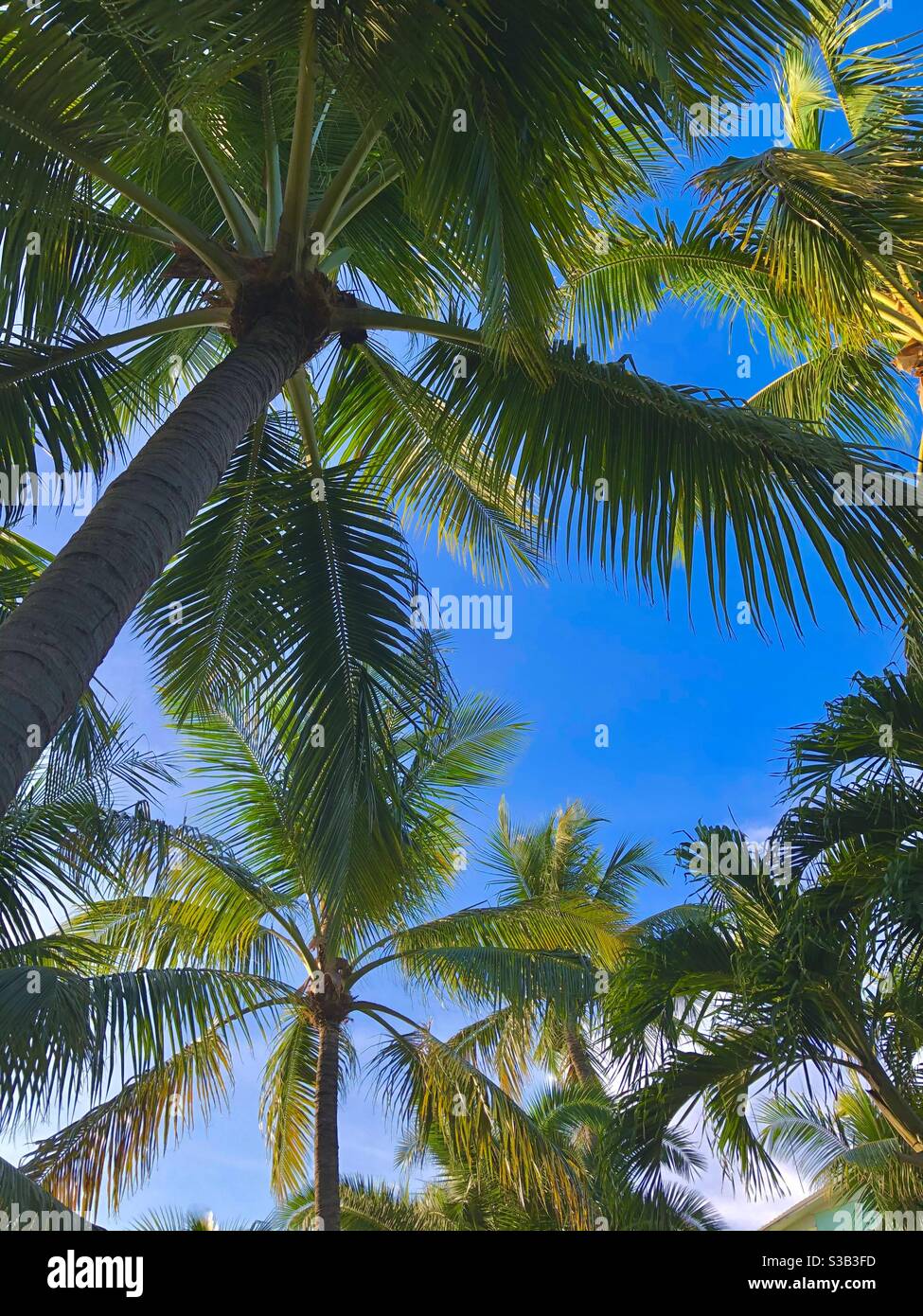 Looking up group palm trees hi-res stock photography and images - Alamy
