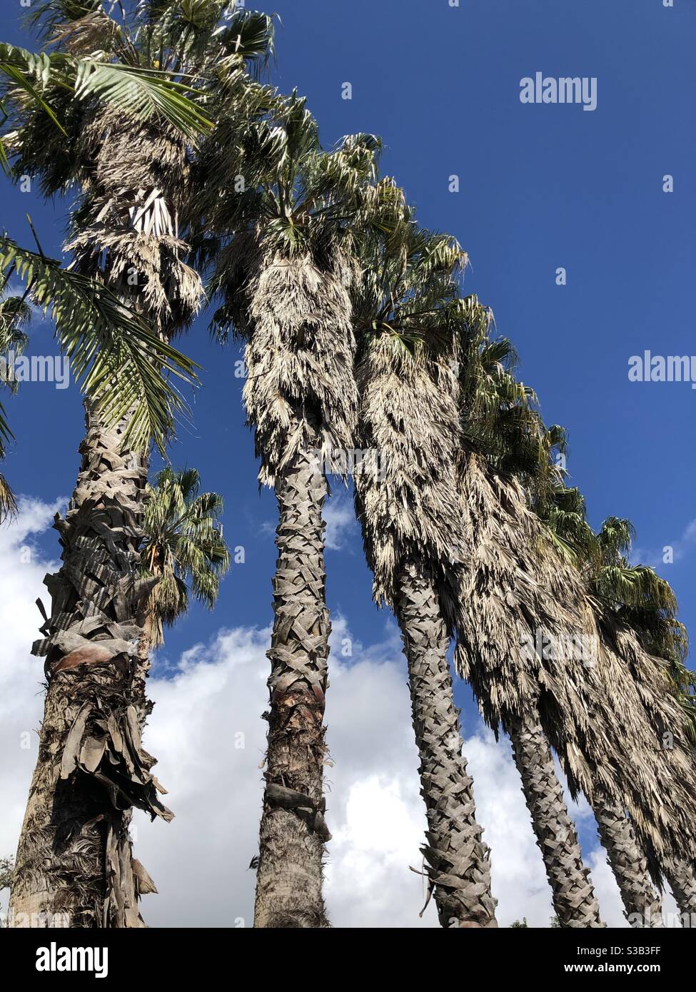 Madeira madiera hi-res stock photography and images - Alamy