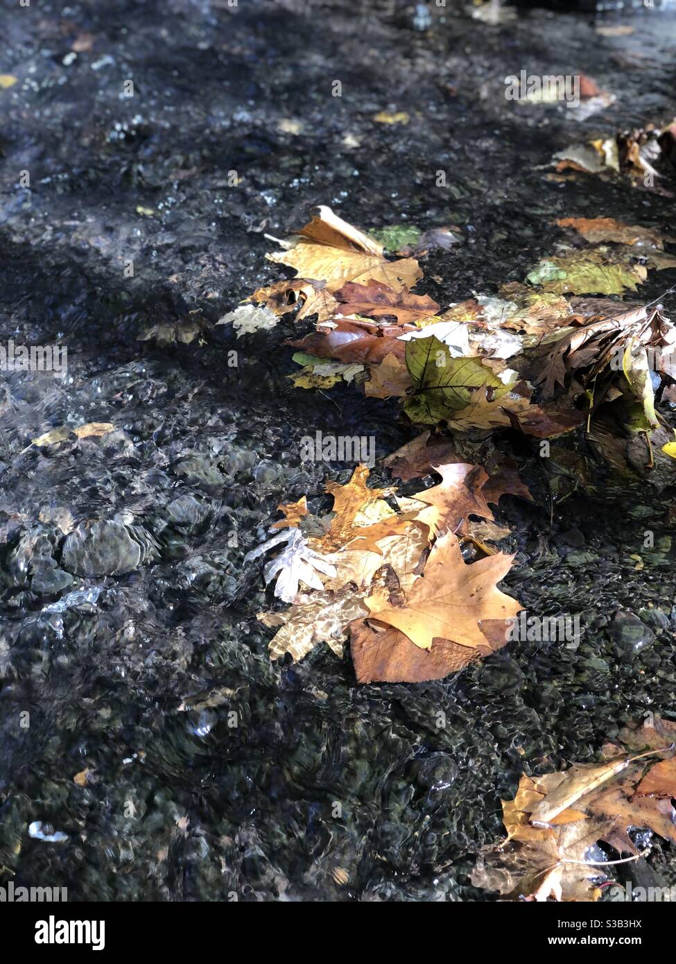 Flowing leaves hi-res stock photography and images - Alamy