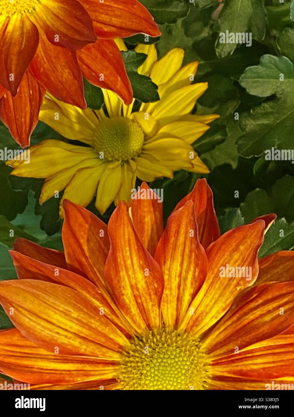 Orange yellow daisies hi-res stock photography and images - Alamy