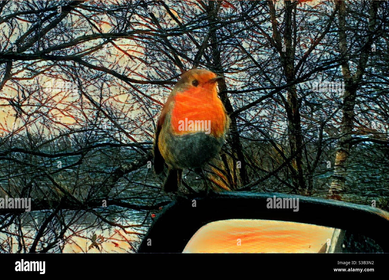 Little robin hi-res stock photography and images - Alamy