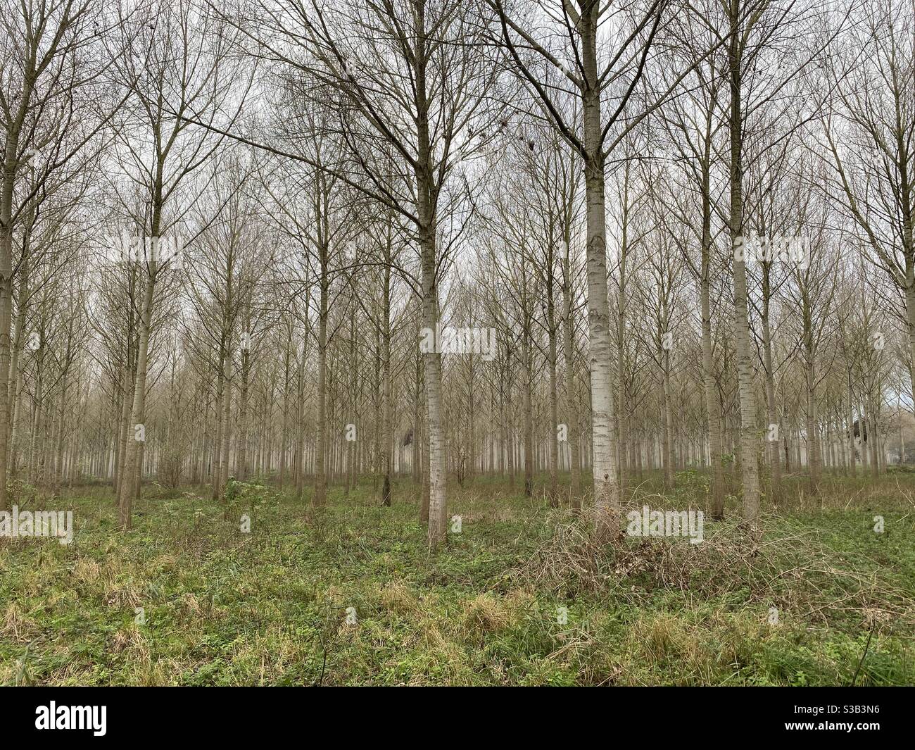 Pretty trees hi-res stock photography and images - Alamy