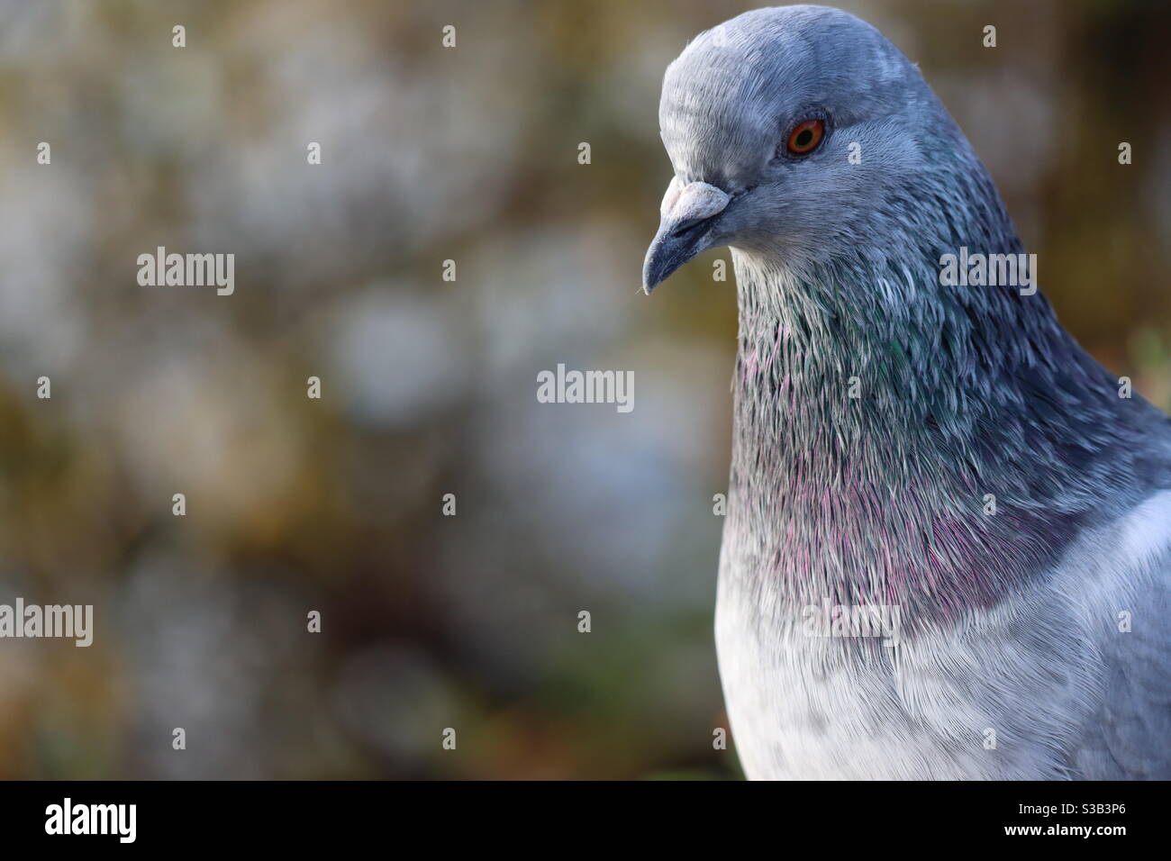 A light grey pigeon portrait Stock Photo - Alamy