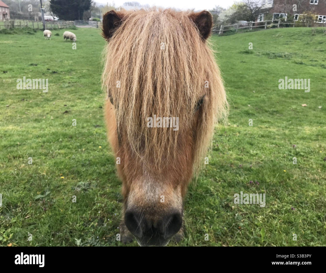 Sheep and pony hi-res stock photography and images - Alamy
