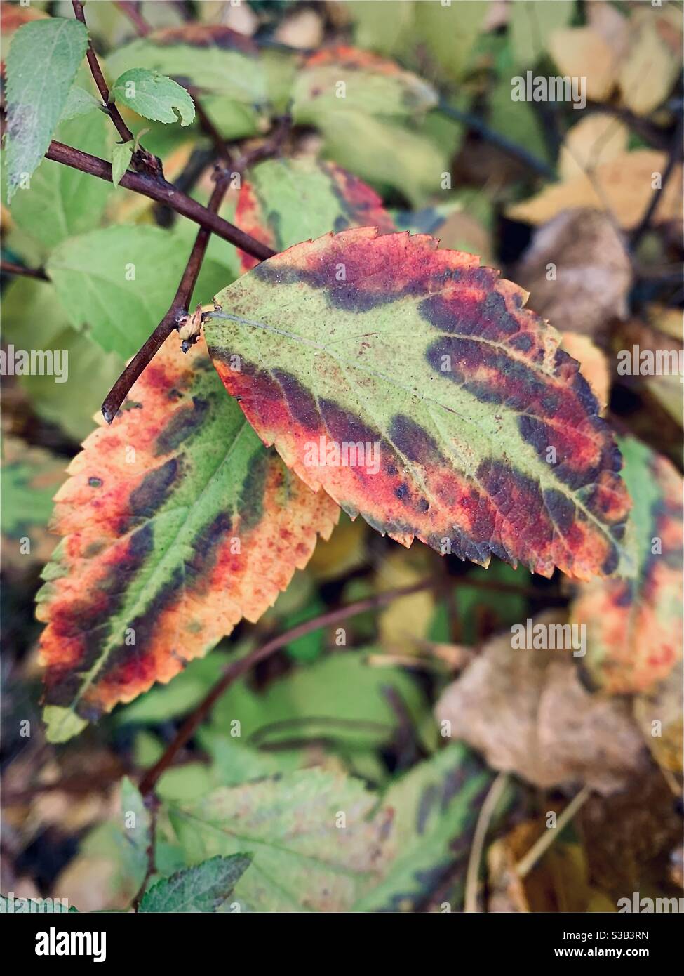 Colorful orange, yellow, green and orange leaves on the tree. Autumn ...