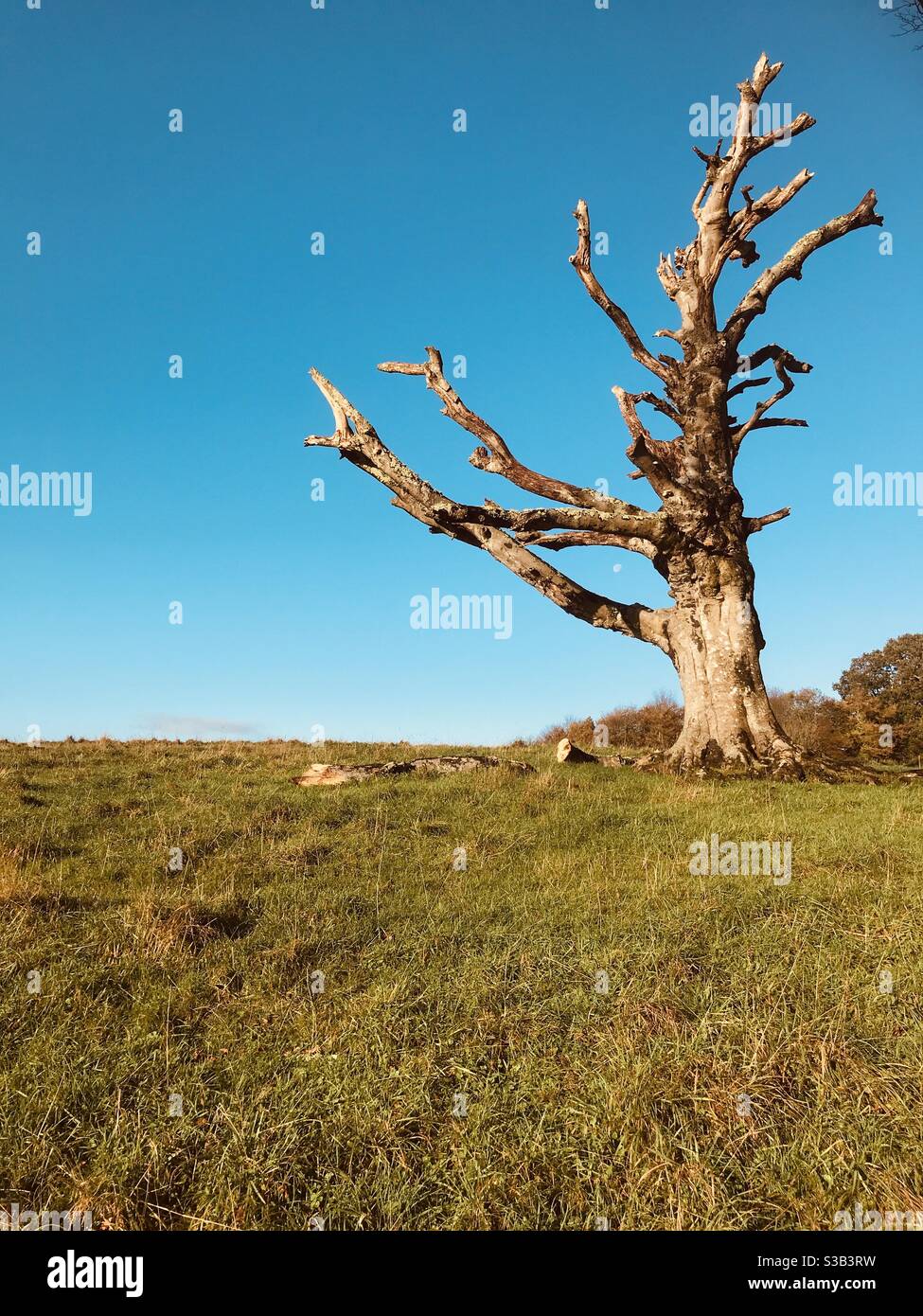 Dead tree farm england hi-res stock photography and images - Alamy