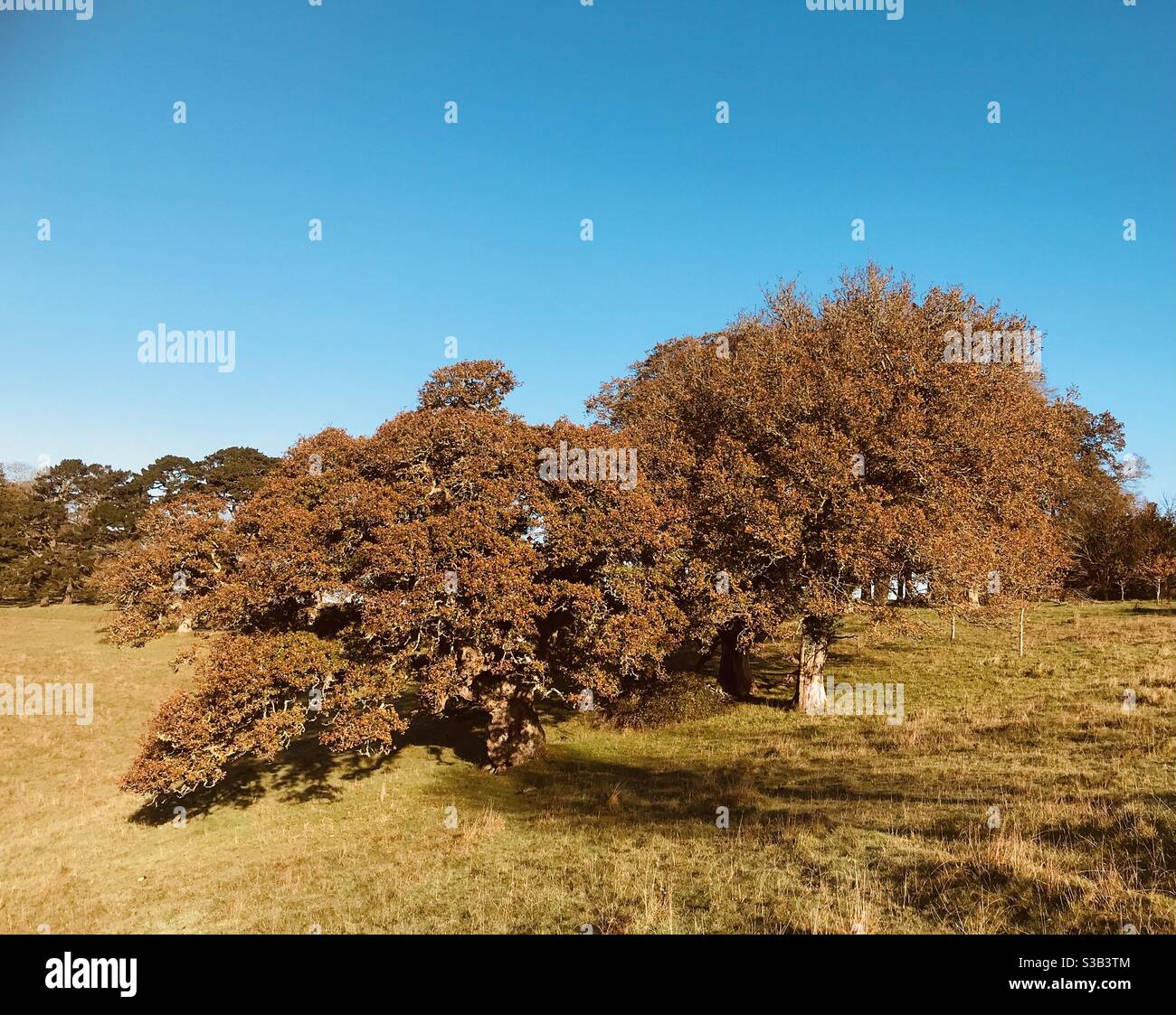 Russet trees hi-res stock photography and images - Alamy