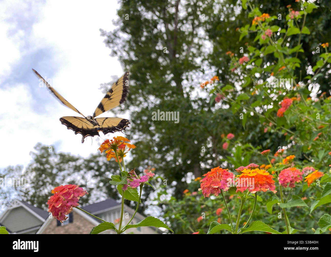 Georgia State Butterfly