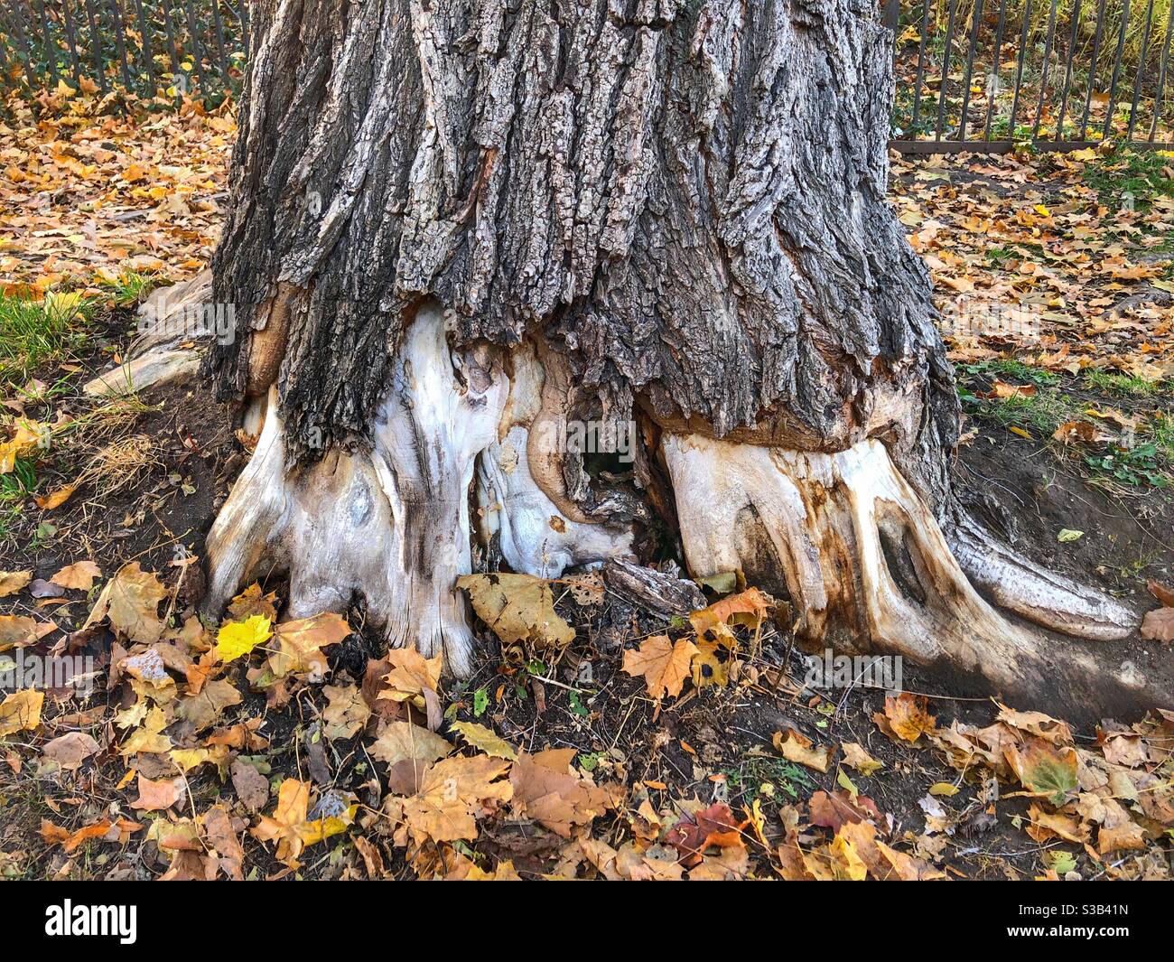 Exposed white tree roots Stock Photo - Alamy