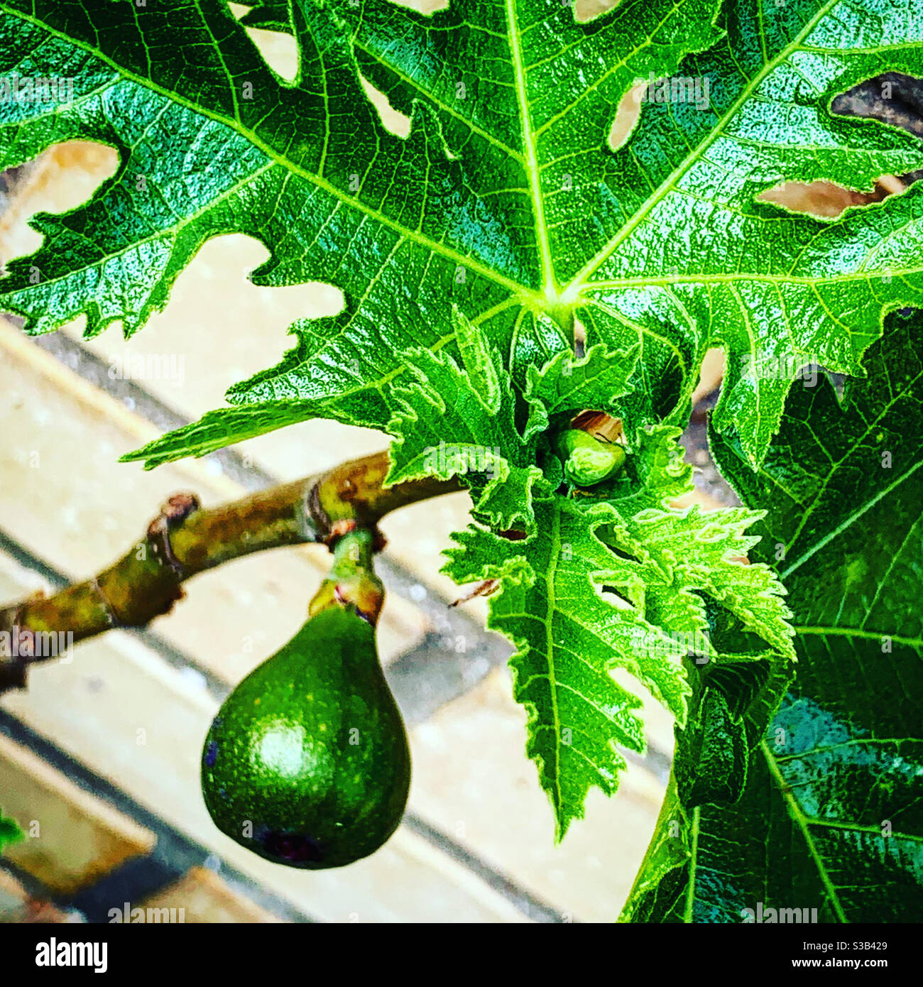 Green fig hi-res stock photography and images - Alamy
