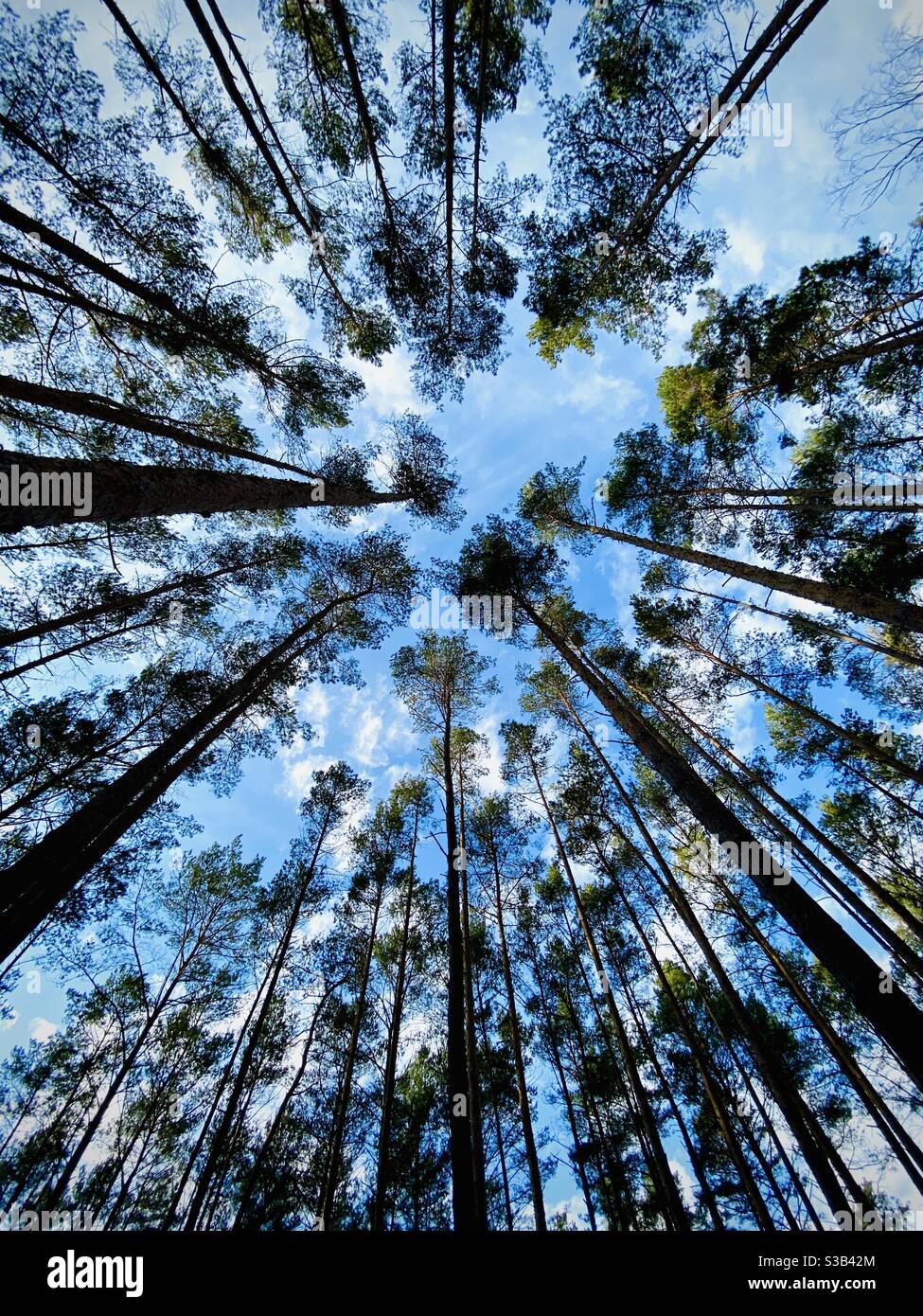 Looking up in a forest hi-res stock photography and images - Alamy