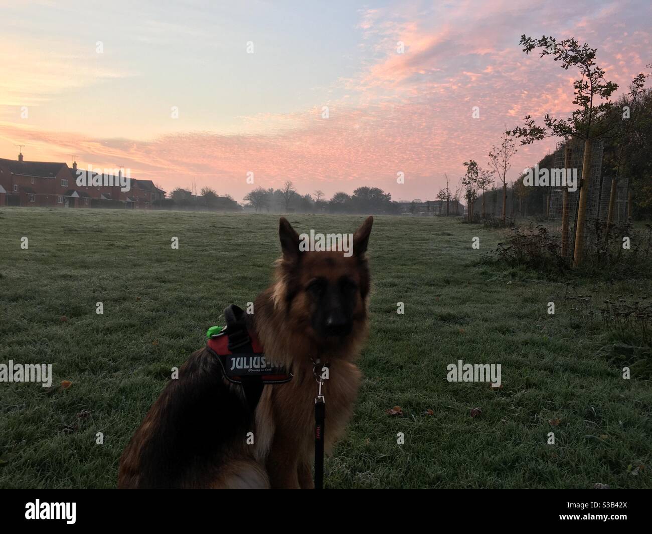 German shepherd sunrise hi-res stock photography and images - Alamy