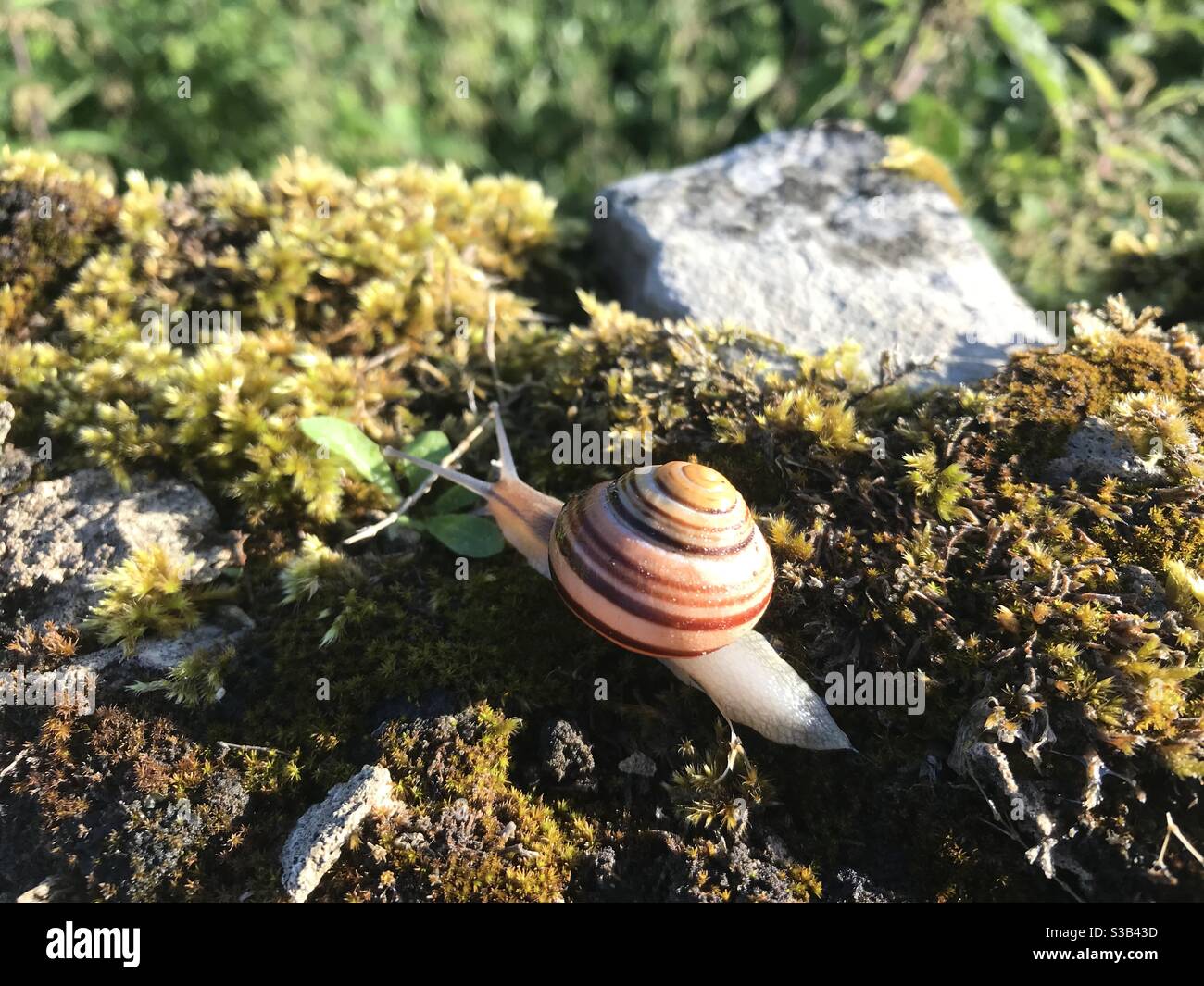 Colourful snail hi-res stock photography and images - Alamy