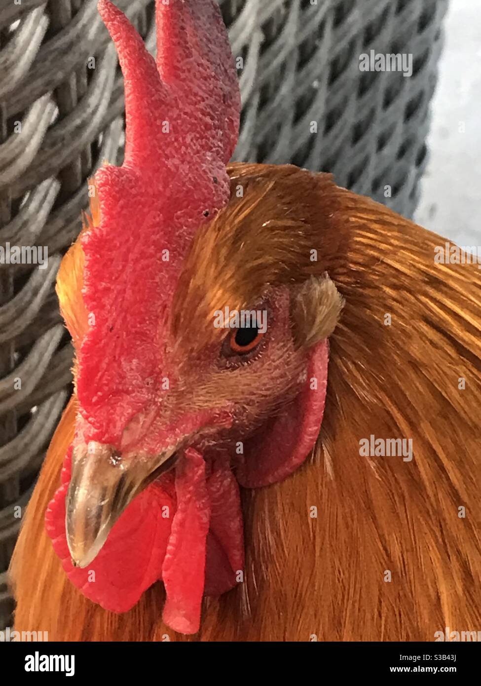 Hens Eyes High Resolution Stock Photography and Images - Alamy