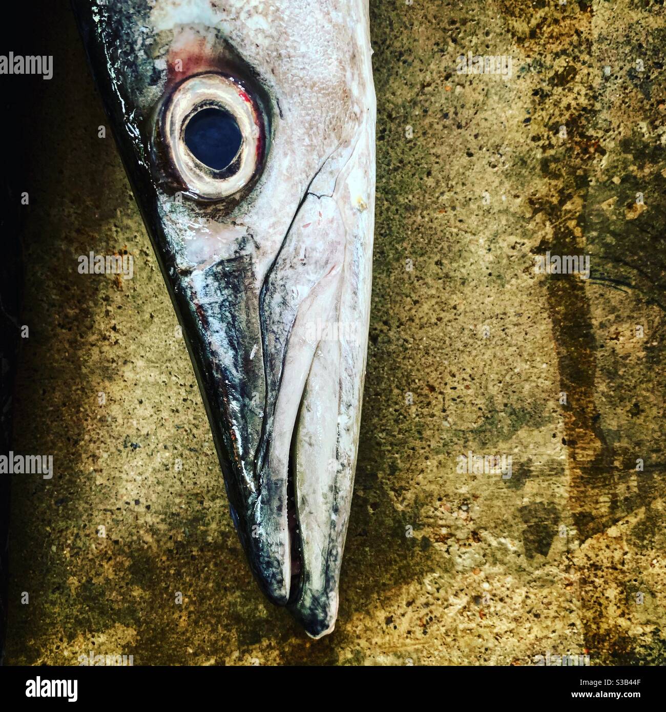 Barracuda Fish High Resolution Stock Photography and Images - Alamy